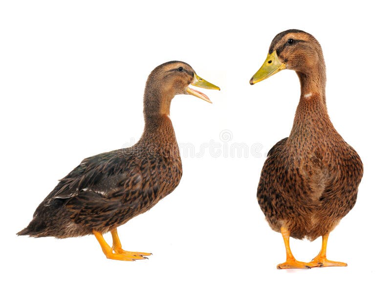 Pato imagen de archivo. Imagen de pato, hembra, salvaje - 15822547