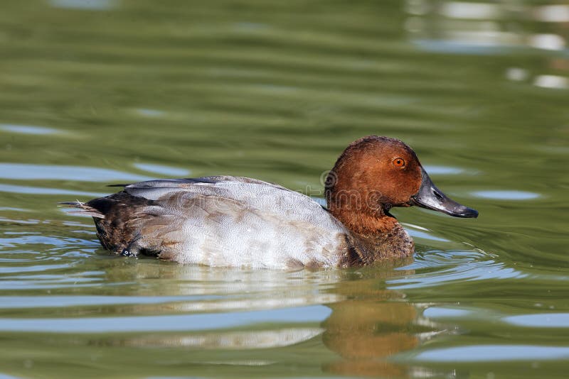 Pato rojo del pico imagen de archivo. Imagen de cubo - 22283121