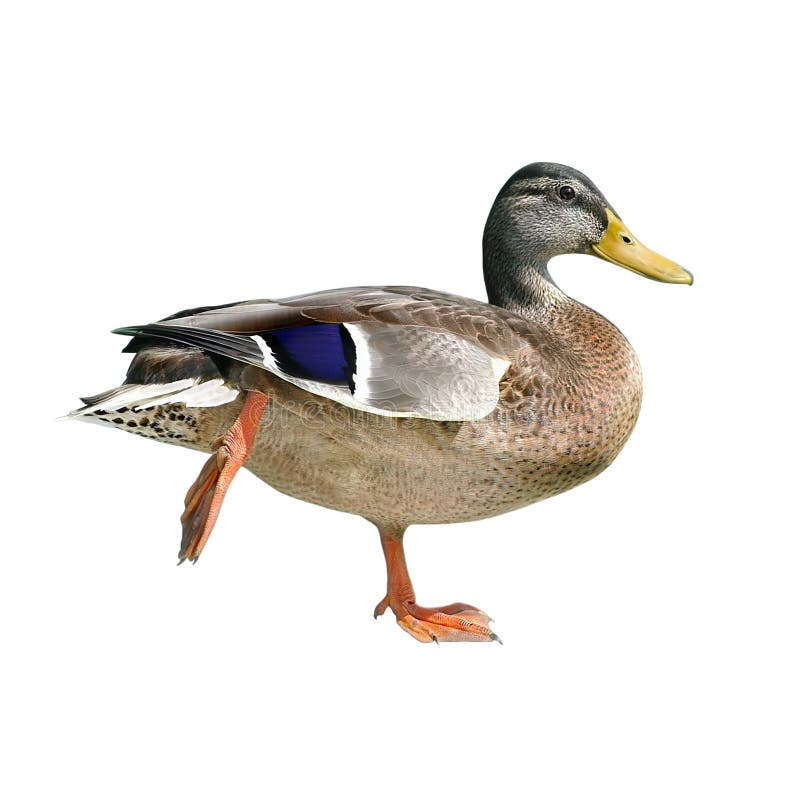 Pato imagen de archivo. Imagen de pico, pista, caza, aislado - 18547309