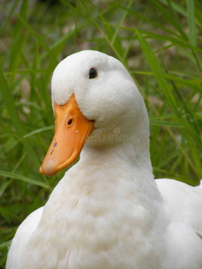 Pato imagen de archivo. Imagen de blanco, pato, pico, patos - 2998165