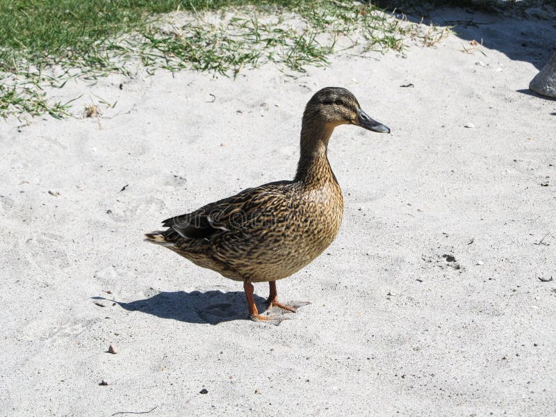 León orgulloso foto de archivo. Imagen de bestia, felino - 41335384