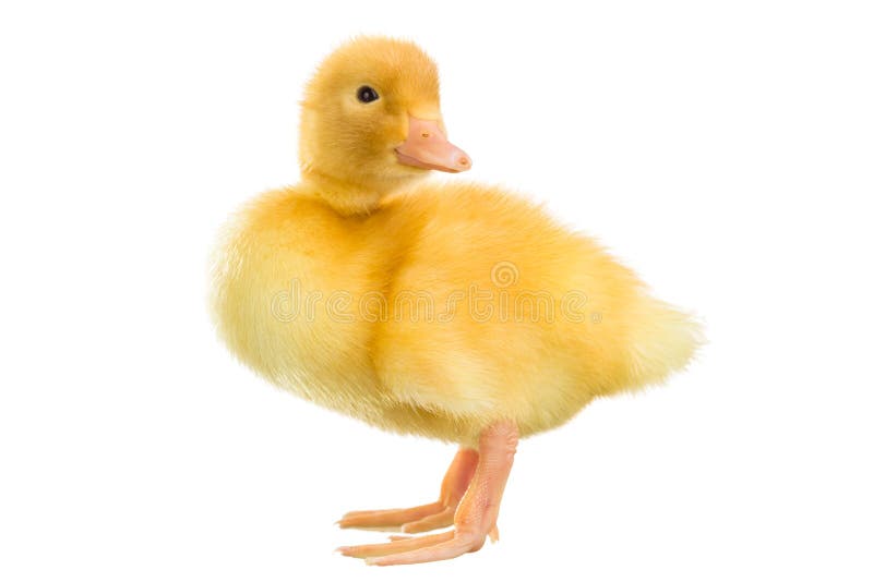 Pato imagem de stock. Imagem de inocência, pequeno, primavera - 53133213