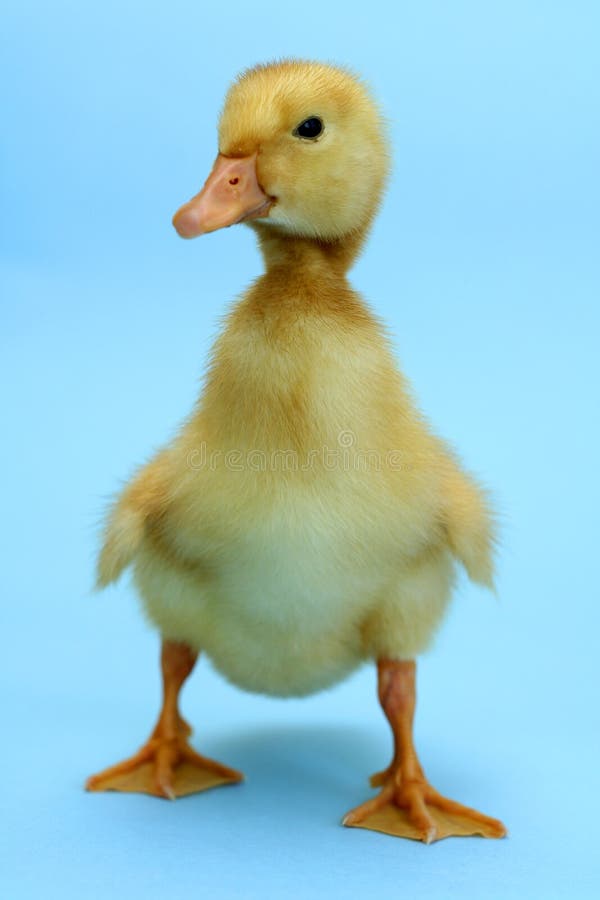Pato joven imagen de archivo. Imagen de lindo, pato, newborn - 663591