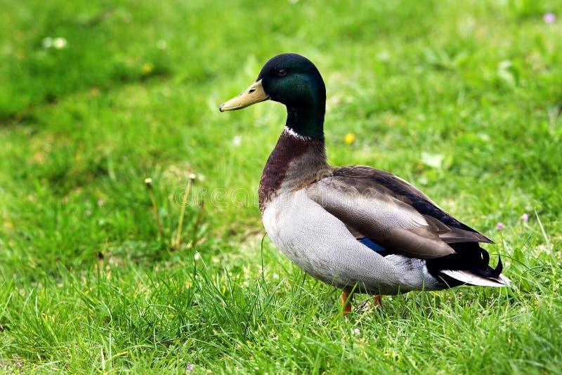Pato imagen de archivo. Imagen de pato, pico, animal, travieso - 9220295