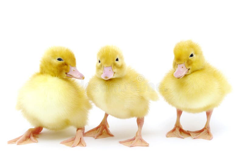 Pato amarillo foto de archivo. Imagen de corpulento, amarillo - 7034954