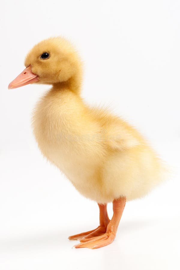 Pato amarillo imagen de archivo. Imagen de hermoso, polluelo - 26258377