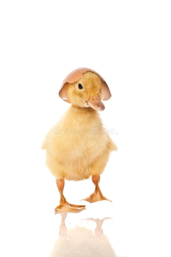 Pato Amarillo Del Juguete En El Fondo Blanco Imagen de archivo - Imagen ...