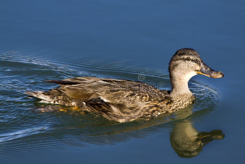 Pato Amarillo-mandado La Cuenta Imagen de archivo - Imagen de waterfowl ...