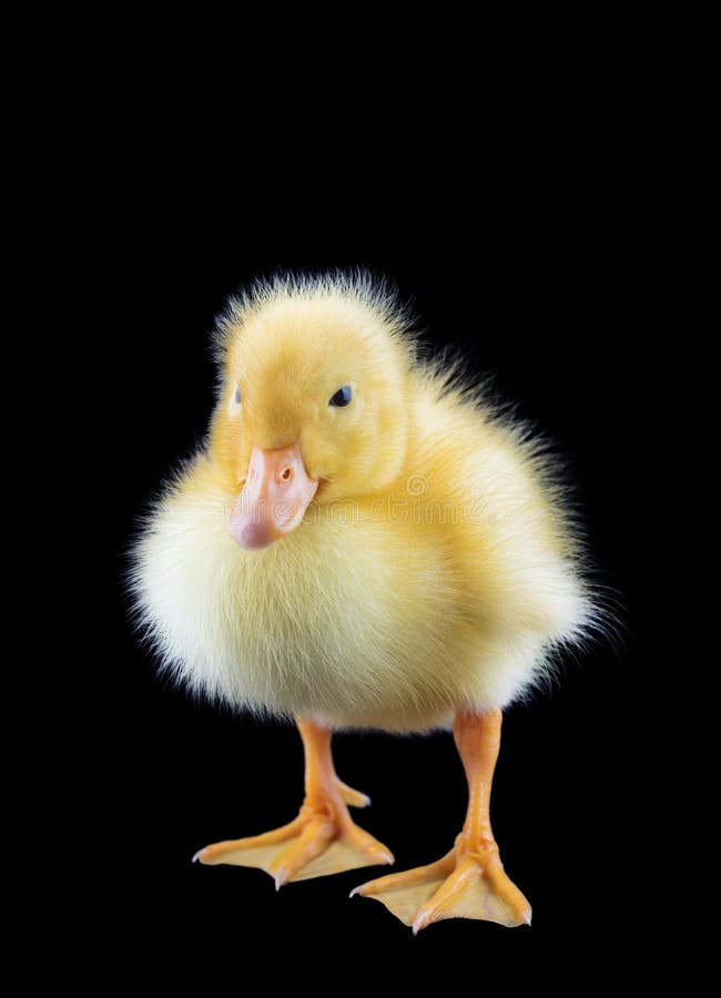 Pato Amarillo Nacional Del Bebé Foto de archivo - Imagen de fondo, poco ...