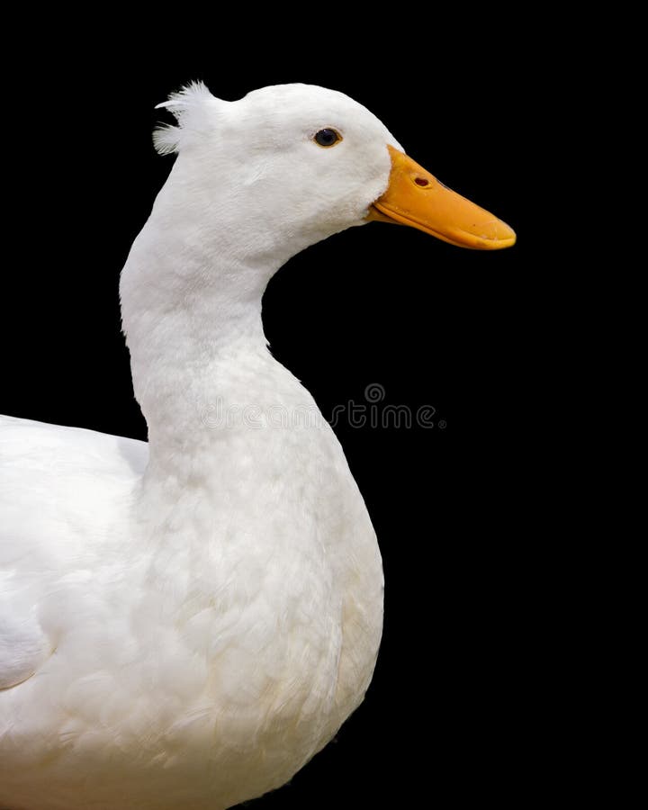 Pato blanco foto de archivo. Imagen de granja, aves, plumas - 19757538