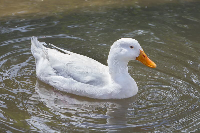 277,353 Pato Fotos - Libres de Derechos y Gratuitas de Dreamstime