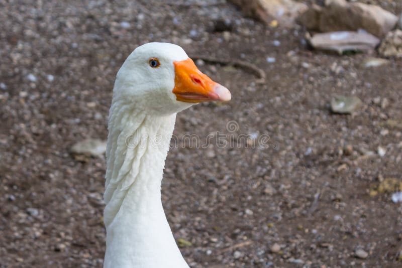 Pato blanco grande imagen de archivo. Imagen de primer - 133945487