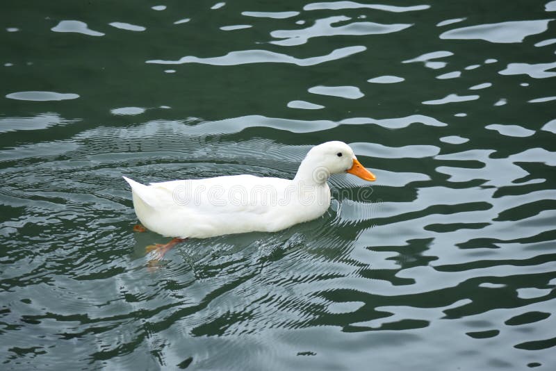 Pato Blanco Que Flota En El Lago Foto de archivo - Imagen de mojado ...