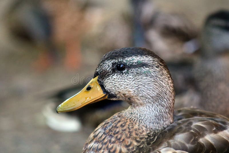 Pato bonito em Michigan foto de stock. Imagem de nave - 99527152