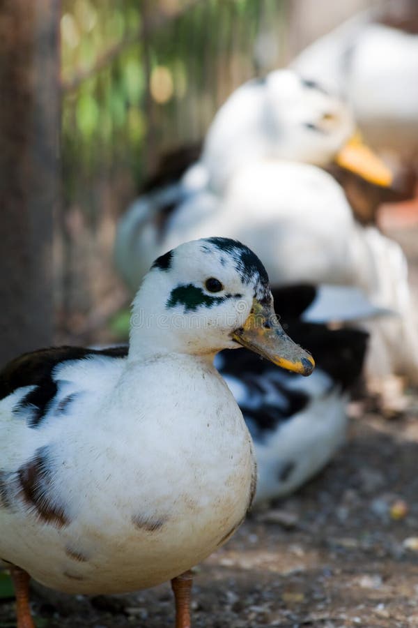 Pato bonito, rescatado foto de archivo. Imagen de rescate - 15669522