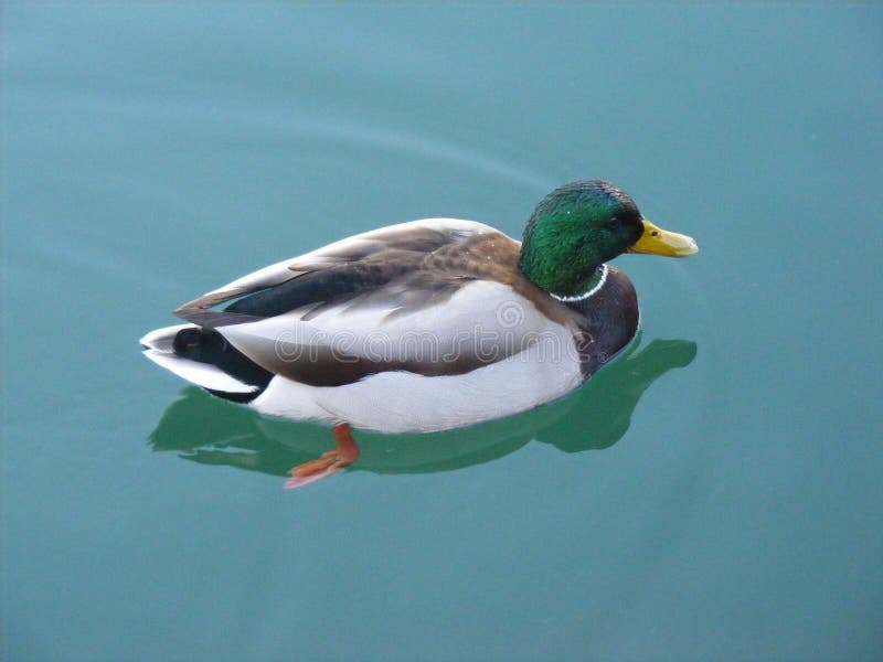 Pato canadense imagem de stock. Imagem de américa, pato - 38178587
