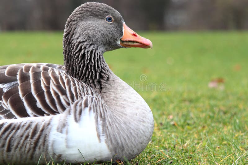 Pato Cinzento Sentado Na Grama Com Fundo Desfocado Foto de Stock ...