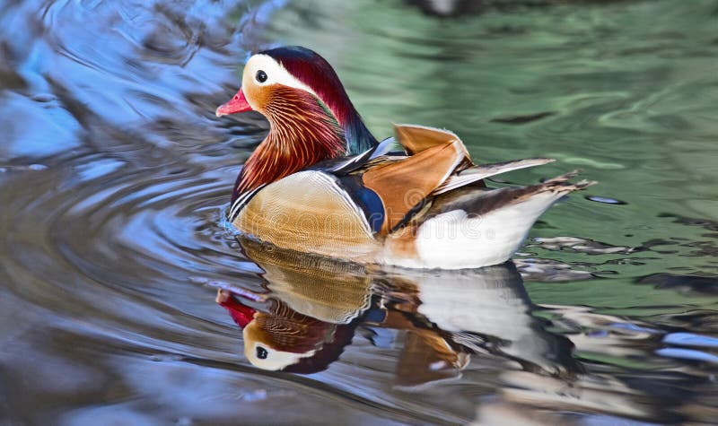 Pato colorido foto de stock. Imagem de colorido, animais - 25676104