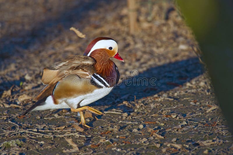 Pato colorido foto de stock. Imagem de colorido, animais - 25676104
