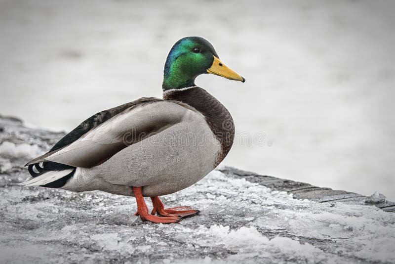 Pato colorido foto de stock. Imagem de pato, bico, fofofo - 34514562