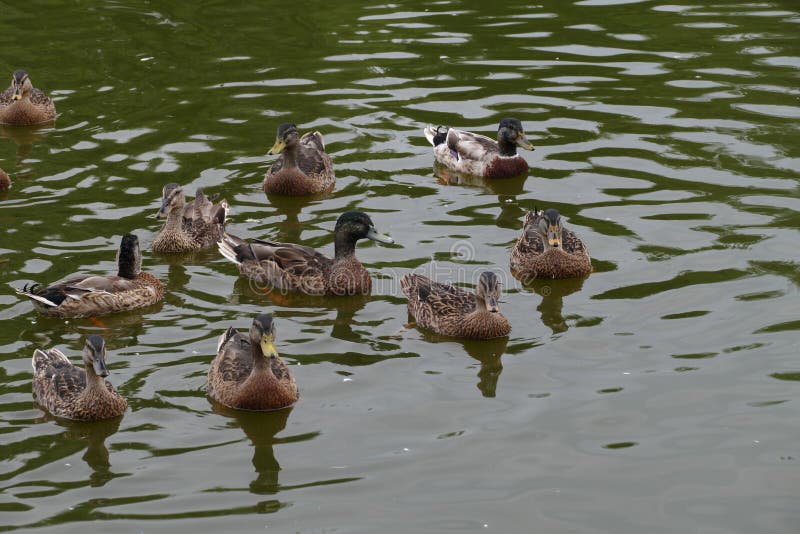 Pato colorido bonito foto de stock. Imagem de colorido - 156858310