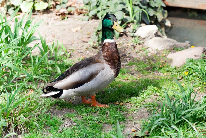 Pato Colorido Do Pato Selvagem Foto de Stock - Imagem de calmo ...