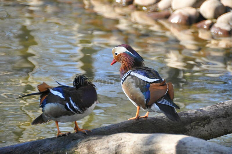 Pato colorido selvagem foto de stock. Imagem de bonito - 52959332