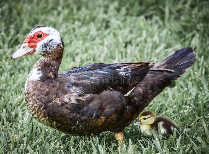 Bebê Com Pato Imagem. Imagem: 3094869