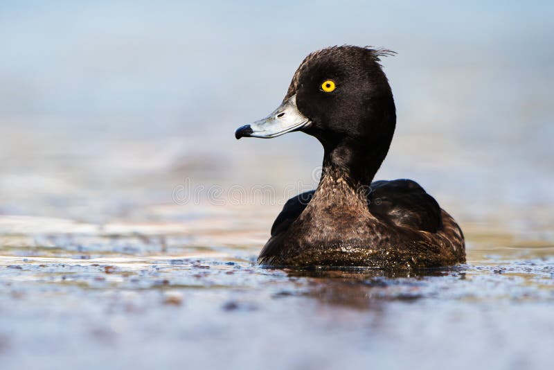 Pato Copetudo, Fuligula Del Aythya Foto de archivo - Imagen de verano ...