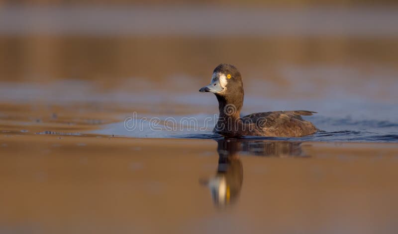 Pato Copetudo - Fuligula Del Aythya - Pares Foto de archivo - Imagen de ...