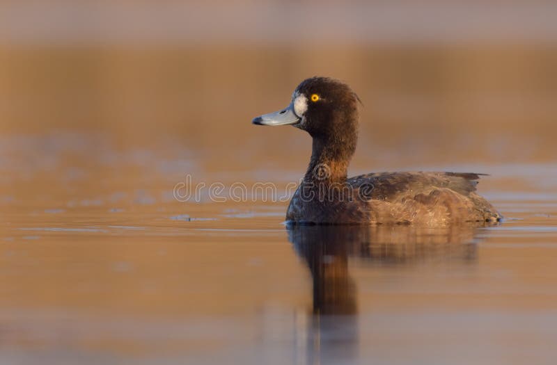 Pato Copetudo - Fuligula Del Aythya - Pares Foto de archivo - Imagen de ...