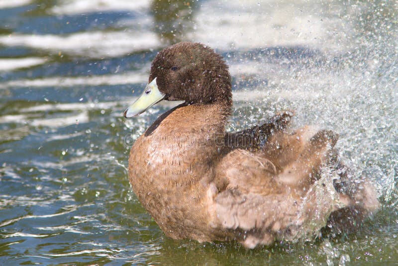 Pato De Color Caqui De Campbell Imagen de archivo - Imagen de pluma ...
