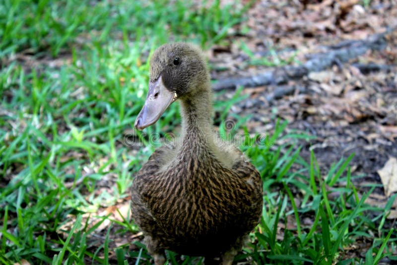 Pato De Color Caqui De Campbell Imagen de archivo - Imagen de plumas ...