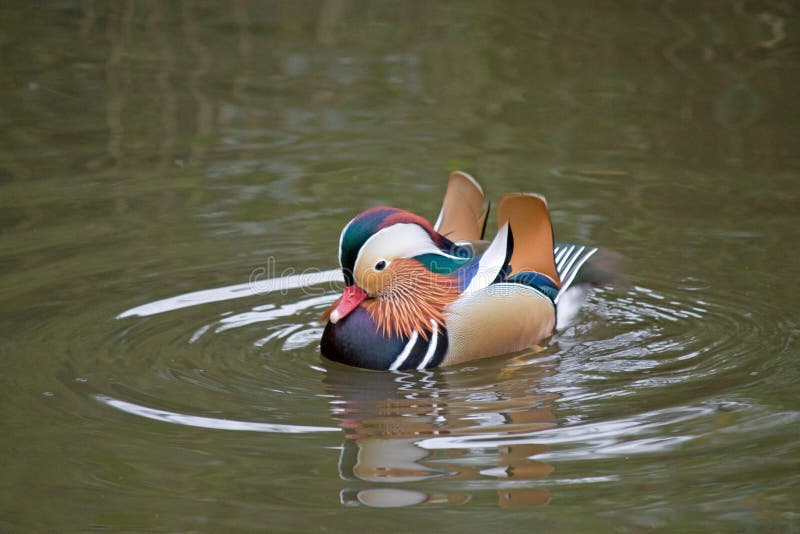 Pato de Colorfull imagen de archivo. Imagen de fauna - 13227169