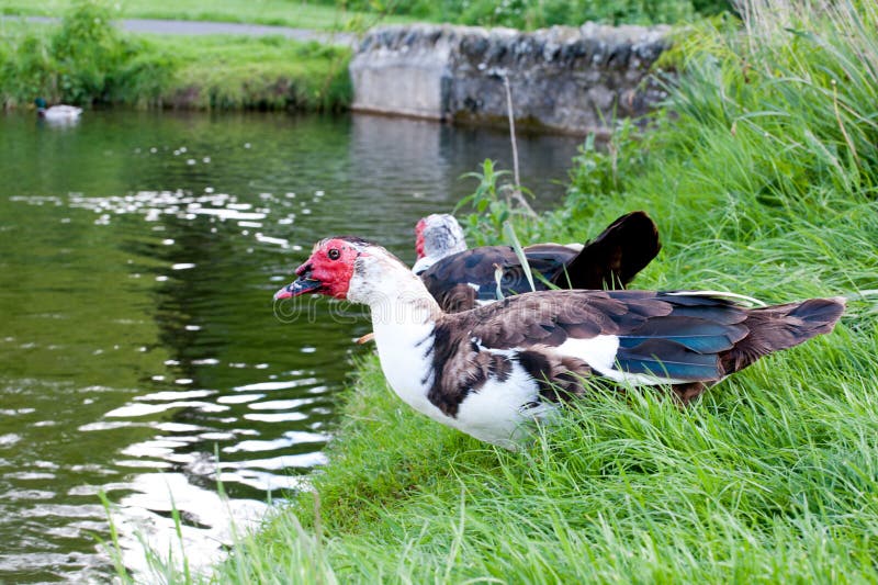 Pato de dos muscovy foto de archivo. Imagen de lago, retroceder - 41767306