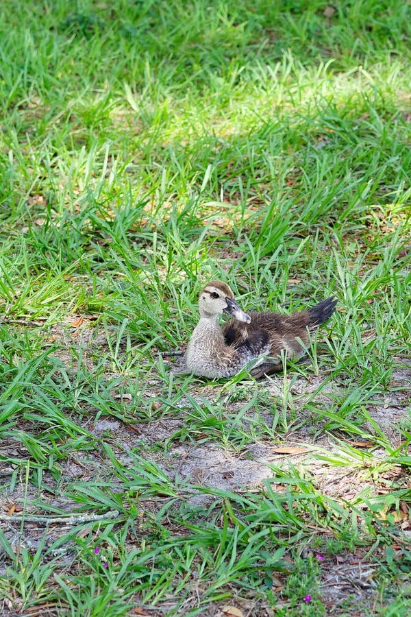 Pato de la Florida foto de archivo. Imagen de verde, fauna - 56046092
