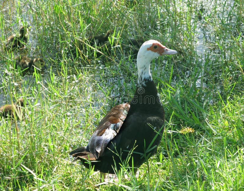 Pato de la Florida Muscovy foto de archivo. Imagen de grande - 120267598