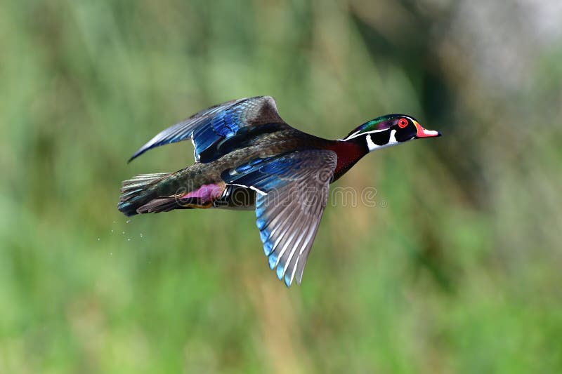 Pato De Madera Macho Volando Foto de archivo - Imagen de pato, insecto ...