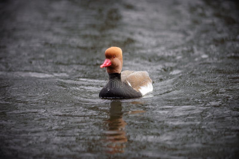 Patos De Mar De Cresta Roja, Migratorios, Pájaro, Pato De Salto Imagen ...