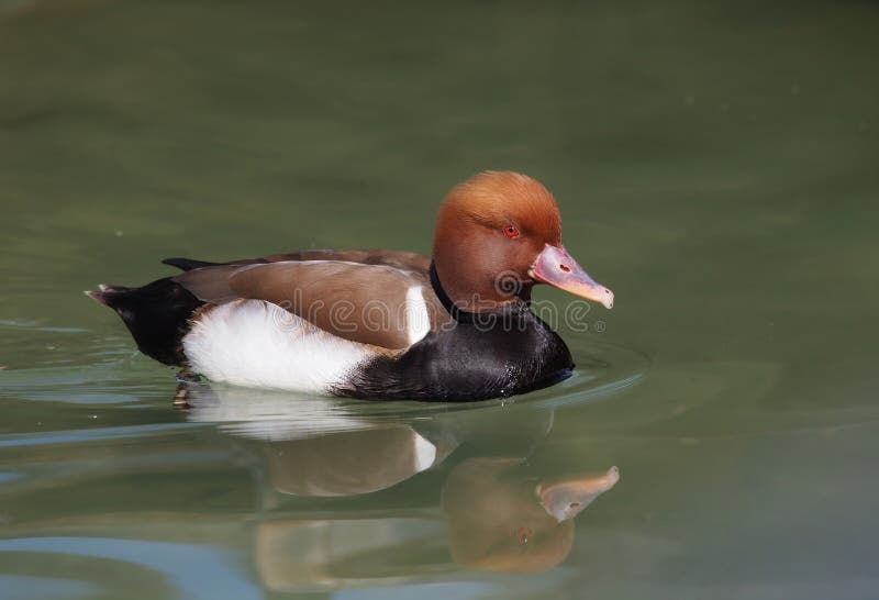 Patos De Mar De Cresta Roja, Migratorios, Pájaro, Pato De Salto Imagen ...