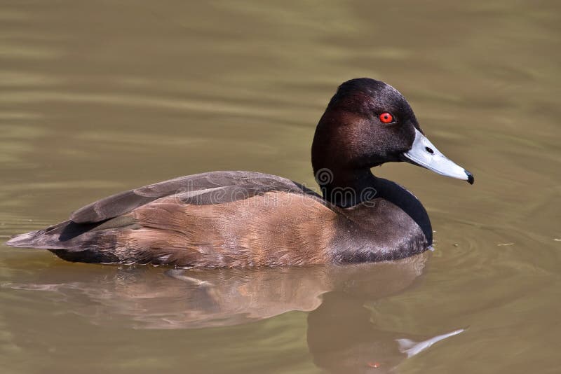 Pato Negro Salvaje En La Orilla Imagen de archivo - Imagen de pato ...