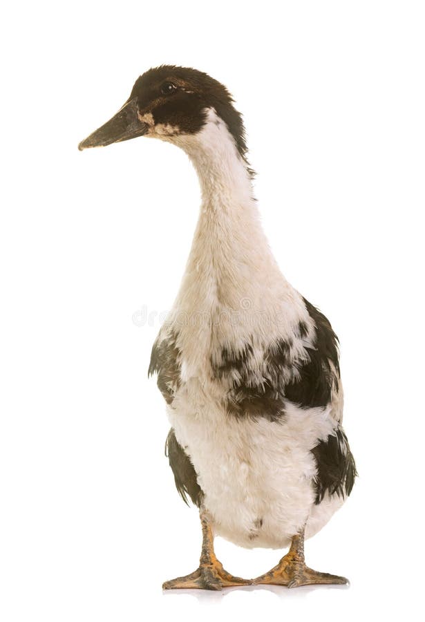 Pato de Mulard en estudio foto de archivo. Imagen de pato - 95548162