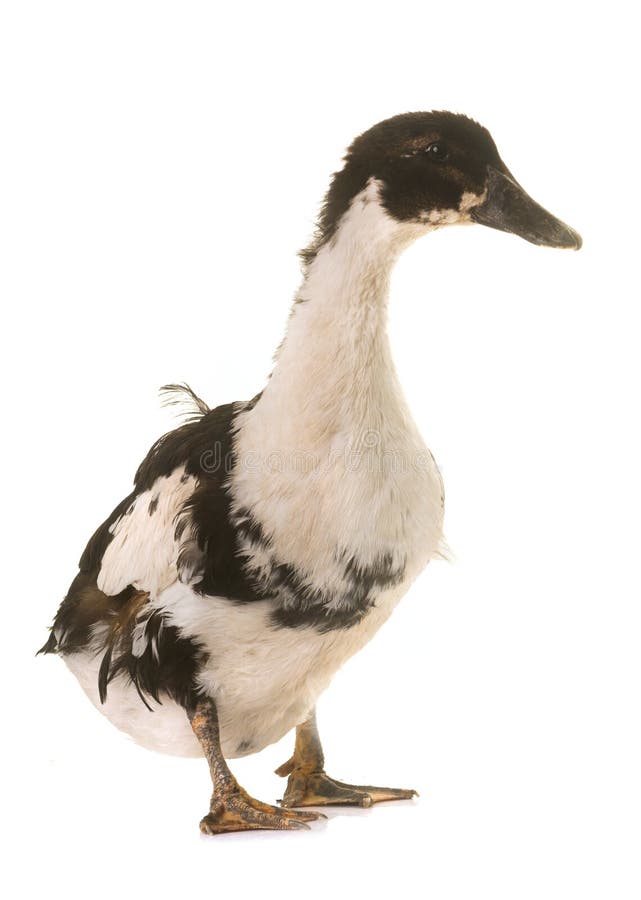 Pato de Mulard en estudio foto de archivo. Imagen de pato - 95548162