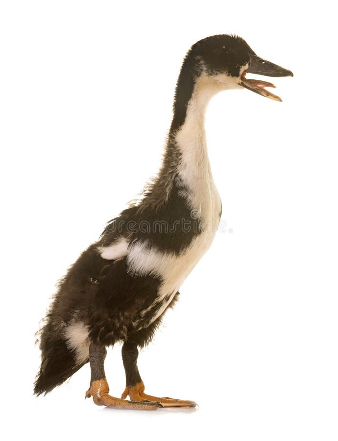 Pato de Mulard en estudio foto de archivo. Imagen de pato - 95548162