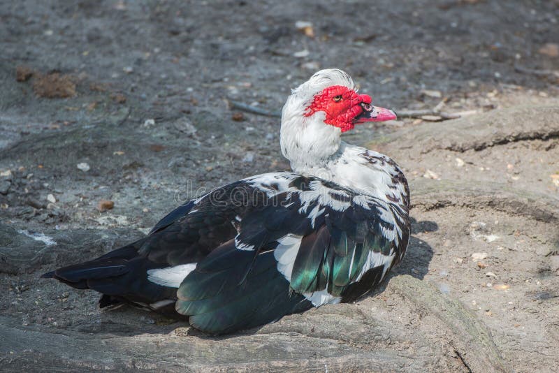 Pato de Muscovy foto de archivo. Imagen de agricultura - 130979222