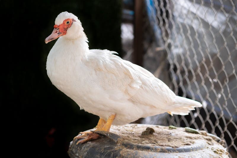 Pato de Muscovy imagen de archivo. Imagen de agricultura - 136479757
