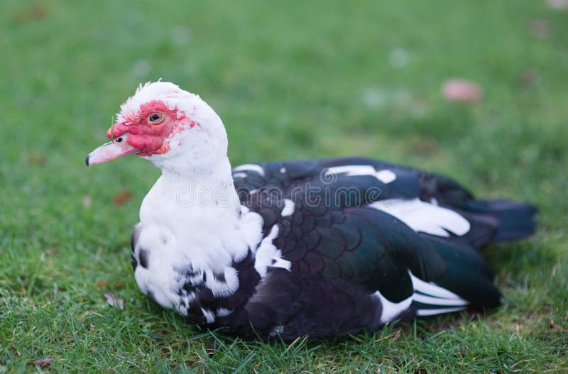 Pato de Muscovy imagem de stock. Imagem de fauna, campo - 13681319