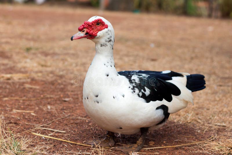 Pato de Muscovy imagem de stock. Imagem de aves, patinho - 48664055