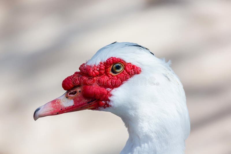 Pato de Muscovy imagen de archivo. Imagen de travieso - 80583563