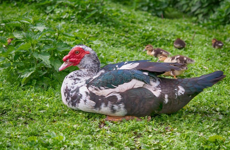 imágenes comunes del Pato De Muscovy Grande - los derechos de la ...
